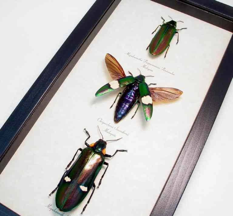 Jewel Beetle Collection - Real Framed Beetles - Framed Beetle Art