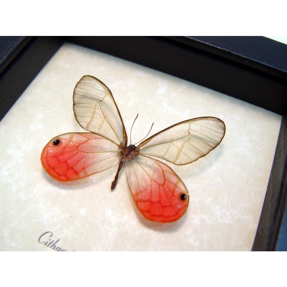Cithaerias merolina Pink Glasswing Butterfly - Blushing Phantom