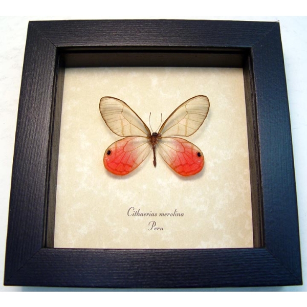 Cithaerias merolina Pink Glasswing Butterfly - Blushing Phantom