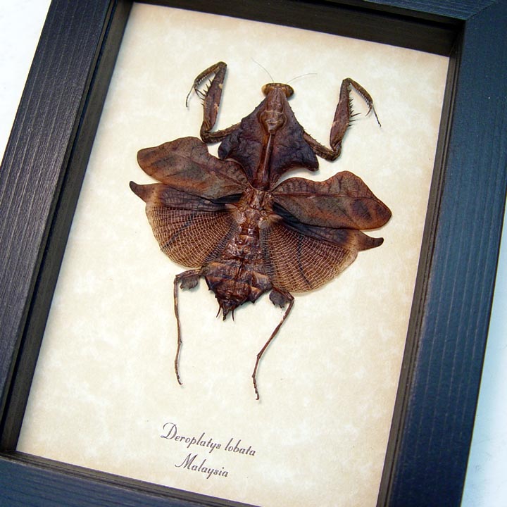 Deroplatys lobata Dark Leaf Mimic - Praying Mantis Framed