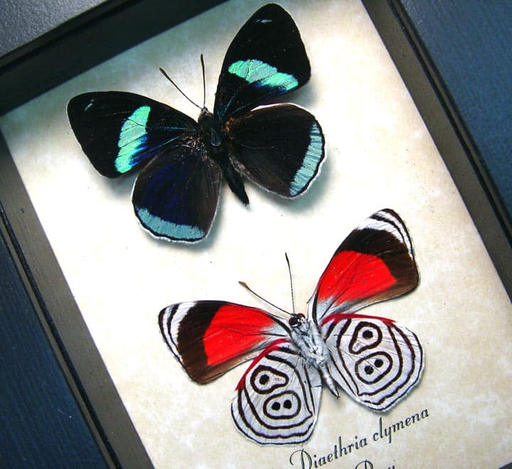 Diaethria clymena Pair - Framed 88 Butterflies - real butterflies