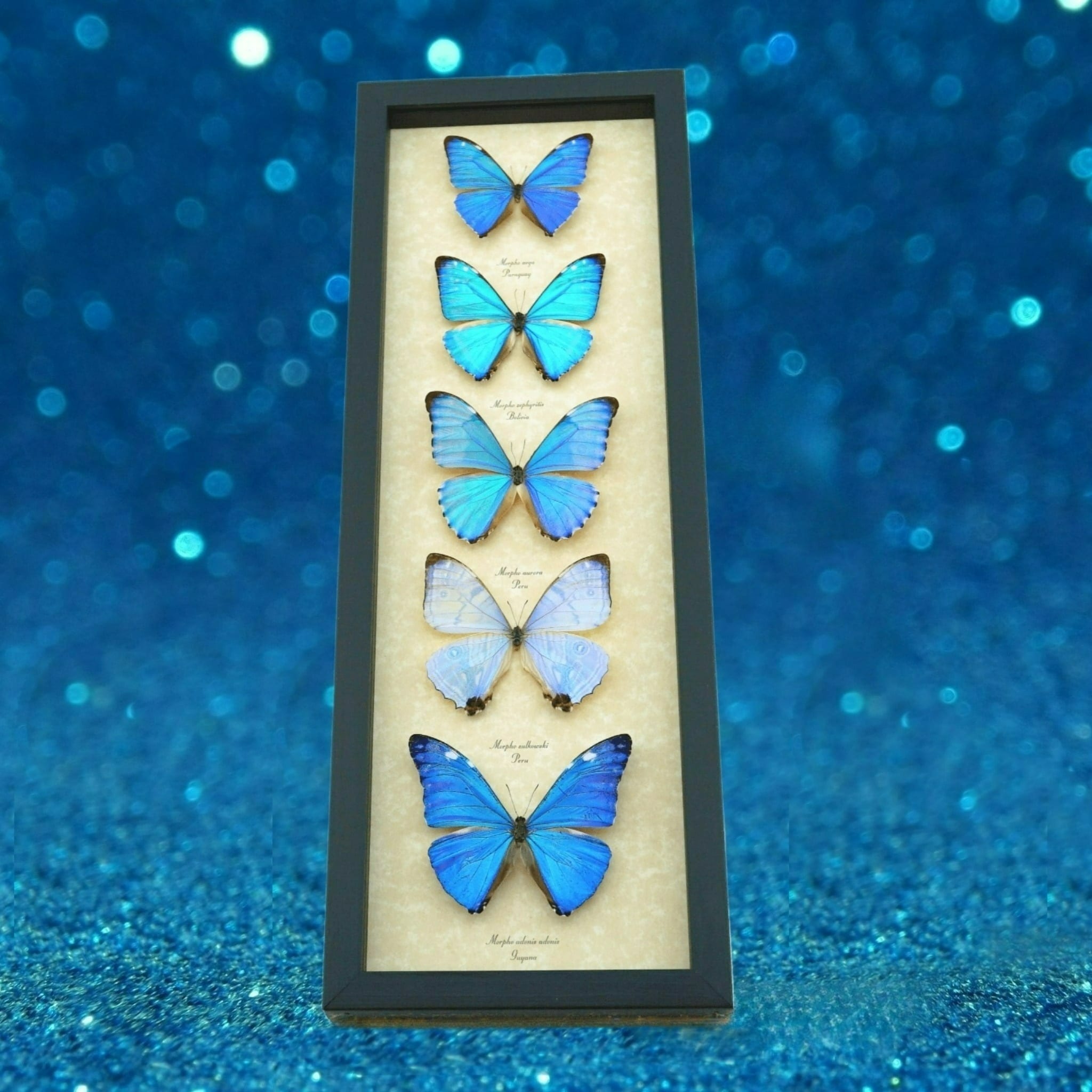 Diamond Morpho Butterfly Collection - Framed Butterflies Taxidermy