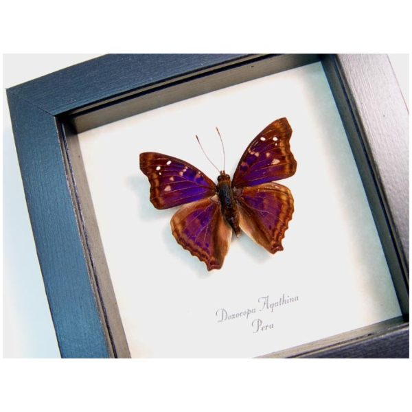 Doxocopa agathina Emperor Purple - Framed Butterfly Taxidermy Display