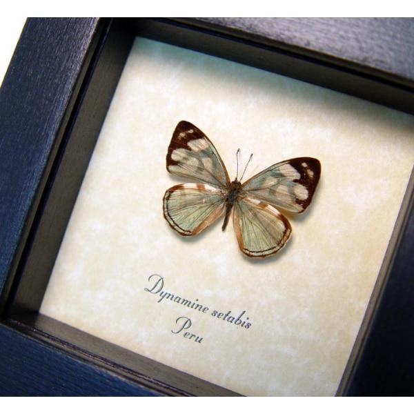 Dynamine setabis Sage Green Butterfly - Framed Taxidermy Display
