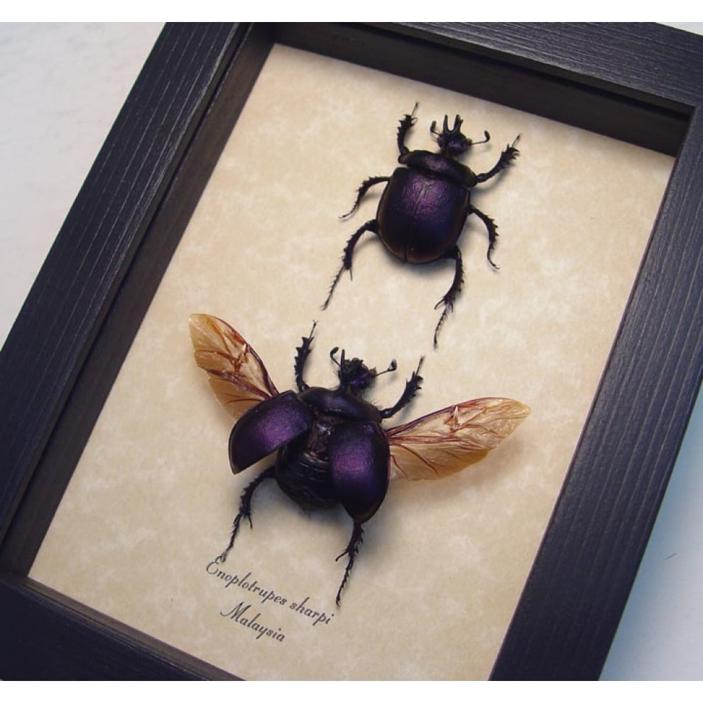 Real Framed Beetle Set Enoplotrupes sharpi - Purple Scarab Beetles