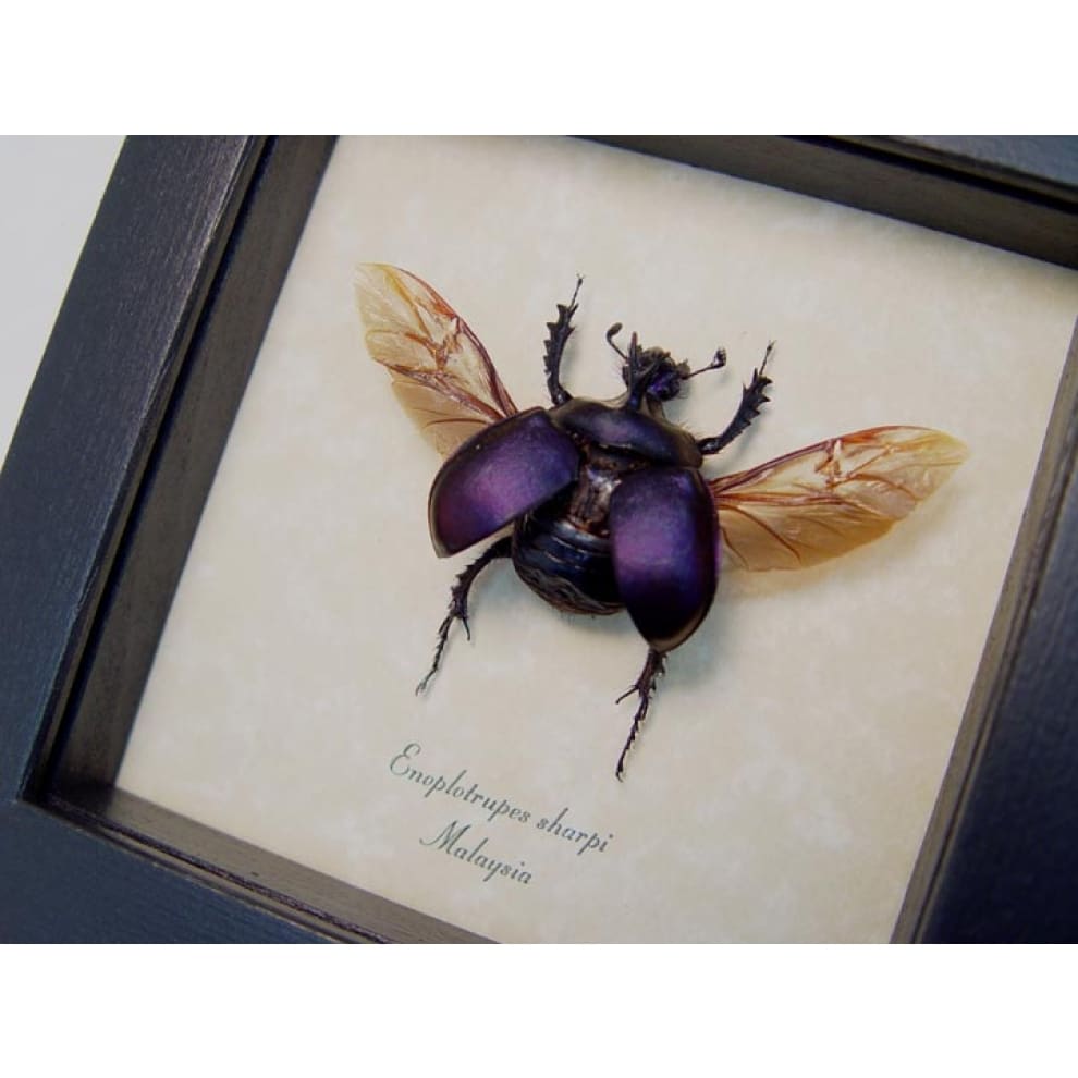 Enoplotrupes sharpi - purple scarab- real framed beetle