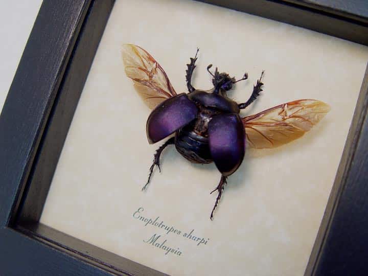 Enoplotrupes sharpi - purple scarab- real framed beetle