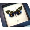 Eterusia repleta Male Day Flying Moth - Framed Taxidermy Display