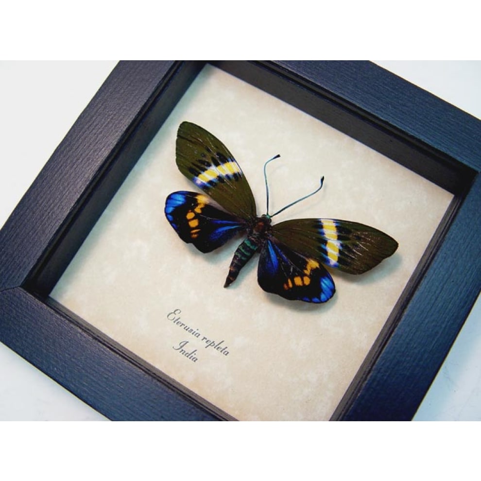 Eterusia repleta Male Day Flying Moth - Framed Taxidermy Display