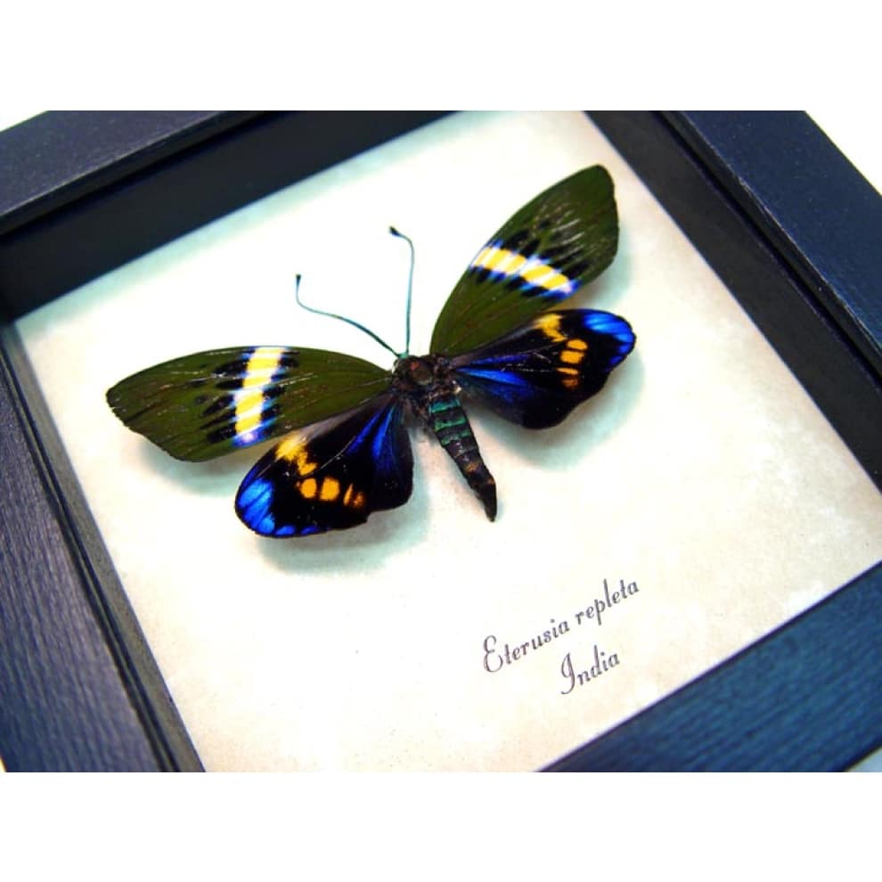 Eterusia repleta Male Day Flying Moth - Framed Taxidermy Display