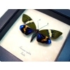 Eterusia repleta Male - Day Flying Moth - real framed moth