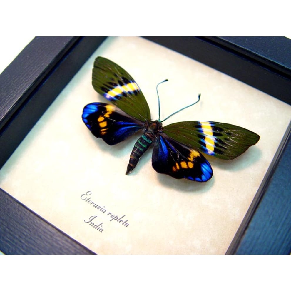 Eterusia repleta Male Day Flying Moth - Framed Taxidermy Display