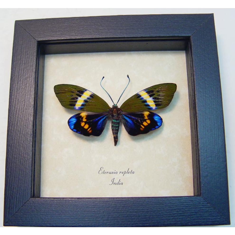 Eterusia repleta Male Day Flying Moth - Framed Taxidermy Display