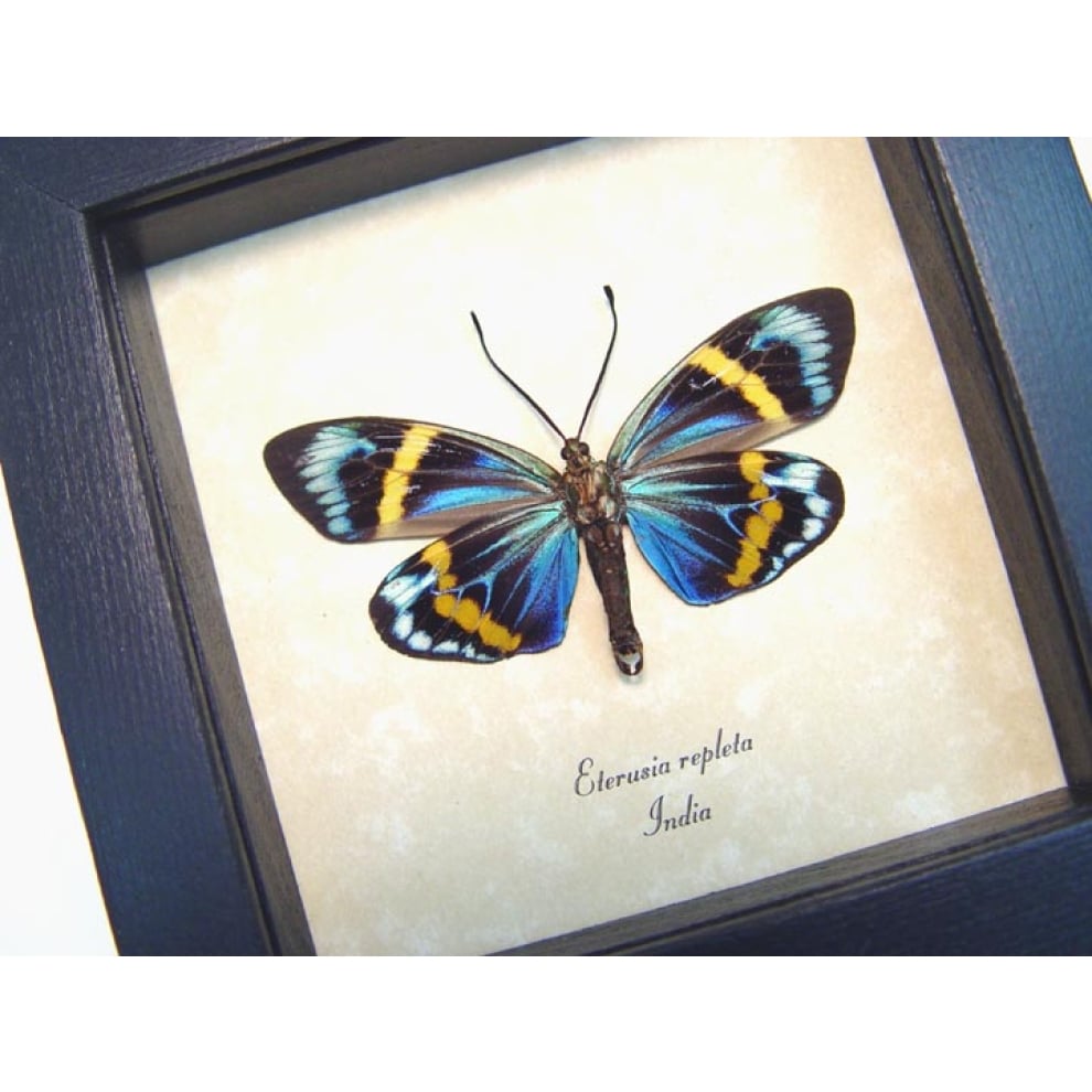 Eterusia repleta Male Verso Moth - Butterfly Designs USA