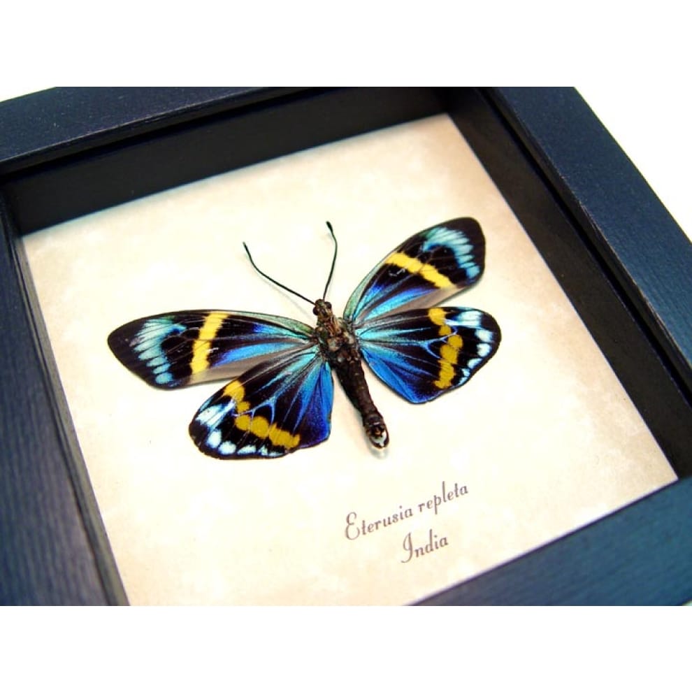 Eterusia repleta Male Verso Moth - Butterfly Designs USA