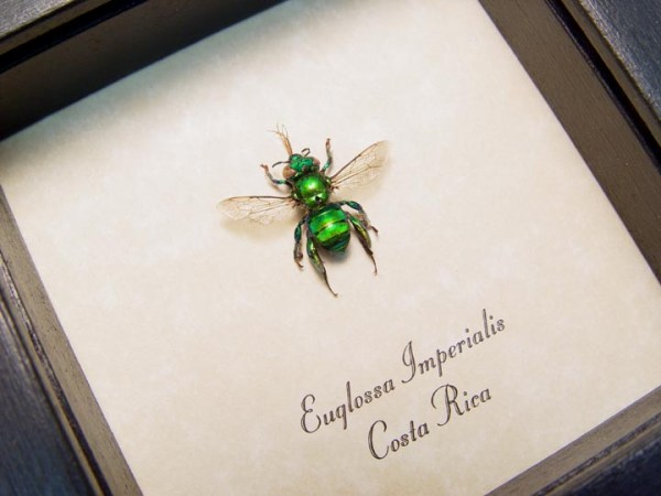 Euglossa imperialis Green Orchid Bee Framed Taxidermy - Butterfly ...
