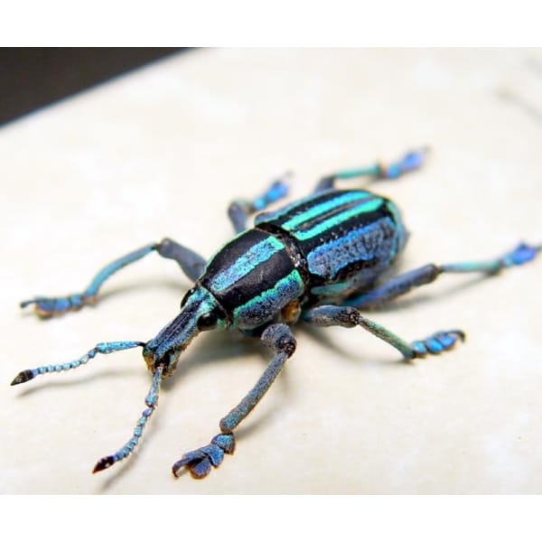 Eupholus bennetti - Blue Weevil Beetle - Framed Insect