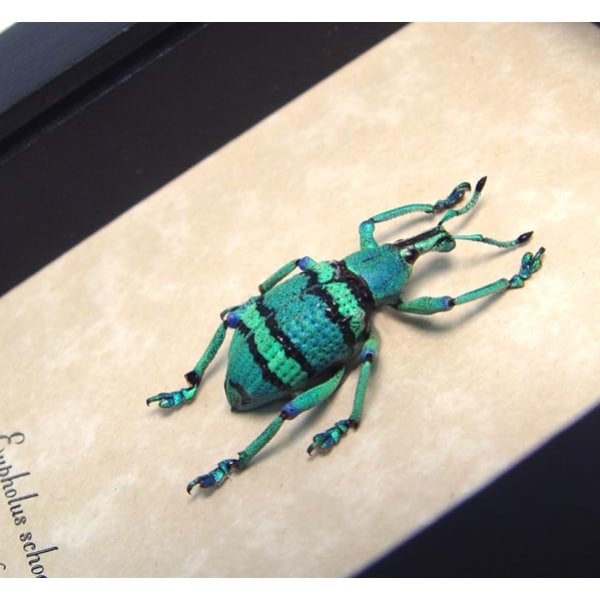 Eupholus schoenherri - Green Weevil - Real Framed Beetle