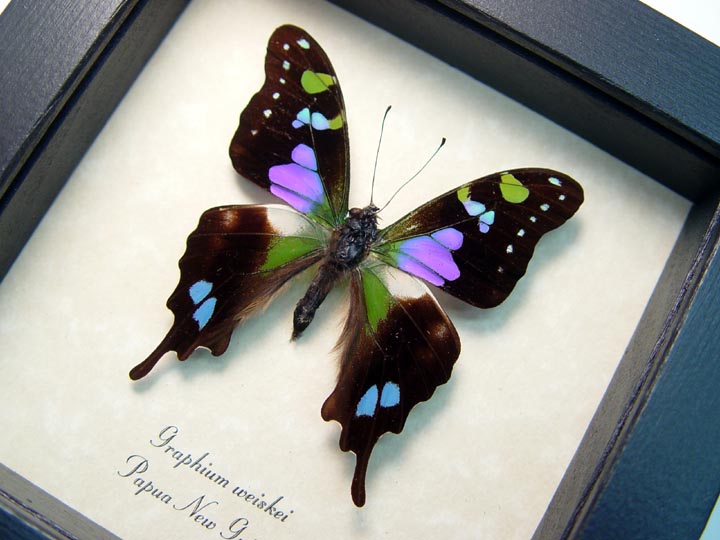 Purple Spotted Swallowtail Flying