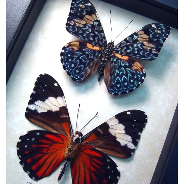 Hamadryas amphinome pair - Red Cracker Butterflies- Butterfly Artwork
