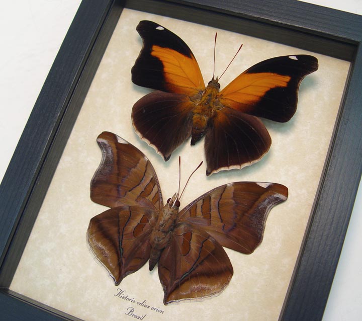 Historis odius orion Set Cecropian Butterfly - Framed Taxidermy