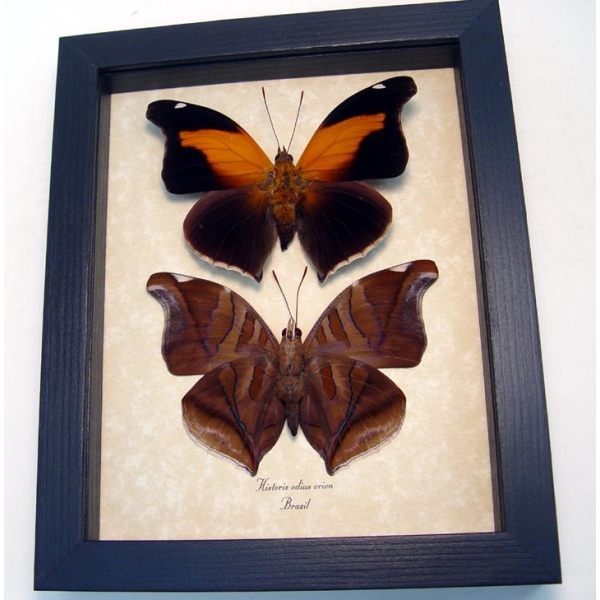 Historis odius orion Set Cecropian Butterfly - Framed Taxidermy