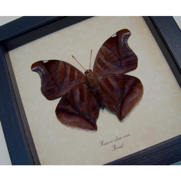 Historis odius Verso Orion Cecropian Butterfly - Framed Taxidermy