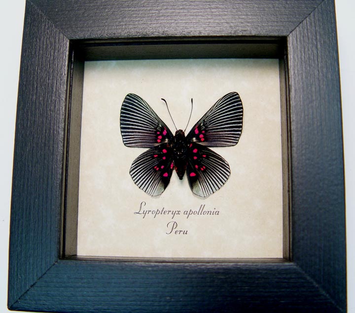 Lyropteryx apollonia verso Metalmark Butterfly - Framed Taxidermy