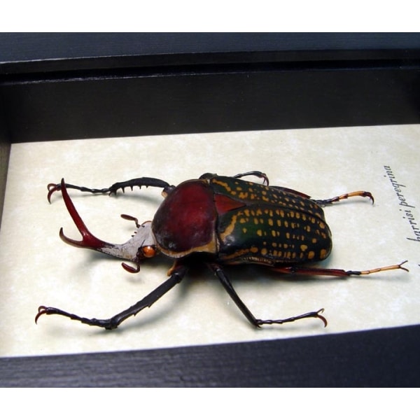 Megalorrhina harrisi peregrina - Fork Horned African Beetle