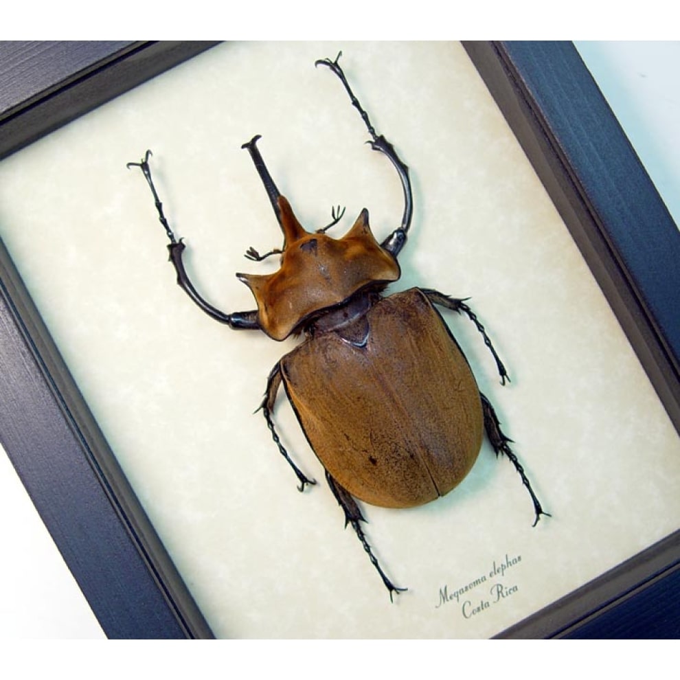 Megasoma elephas 95mm Elephant Rhino Beetle - Framed Insect