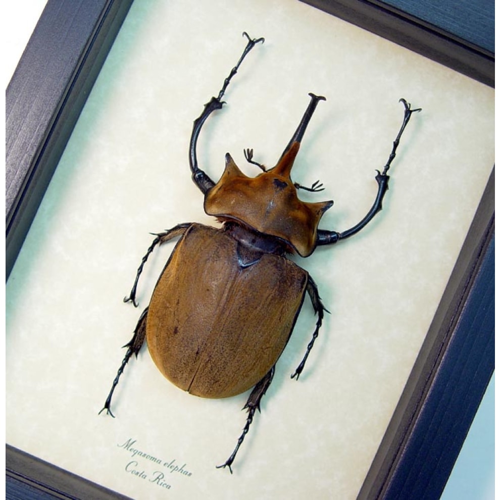 Megasoma elephas 95mm Elephant Rhino Beetle - Framed Insect