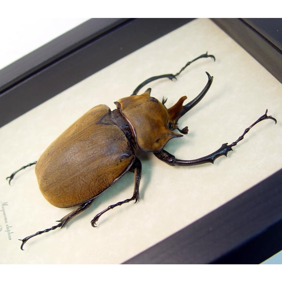 Megasoma elephas 95mm Elephant Rhino Beetle - Framed Insect