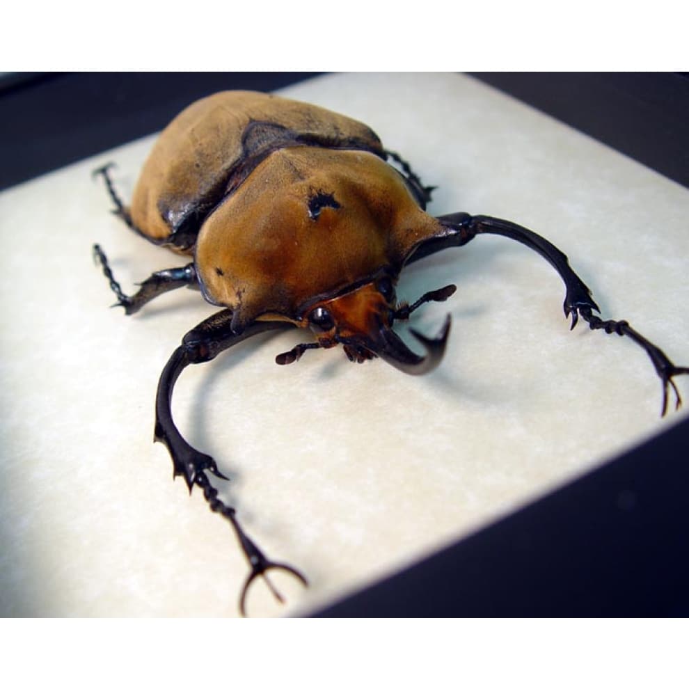 Megasoma elephas 95mm Elephant Rhino Beetle - Framed Insect