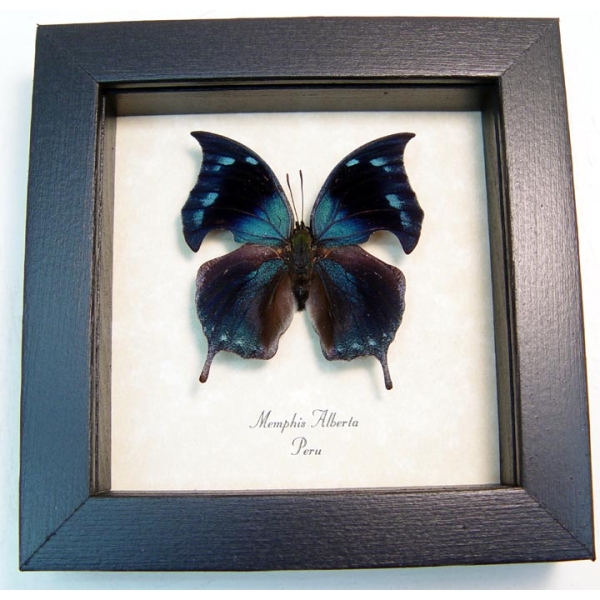 Memphis alberta - Blue Hatchet Wing - Real Framed Peru Butterfly