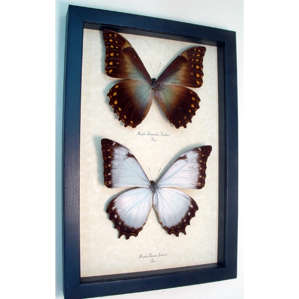 Morpho theseus telemachus Set - Morpho Butterflies- Framed Butterflies