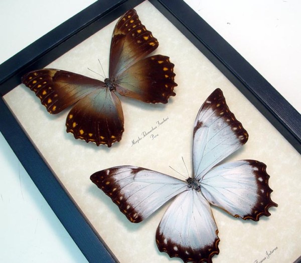 Morpho theseus telemachus Set - Morpho Butterflies- Framed Butterflies