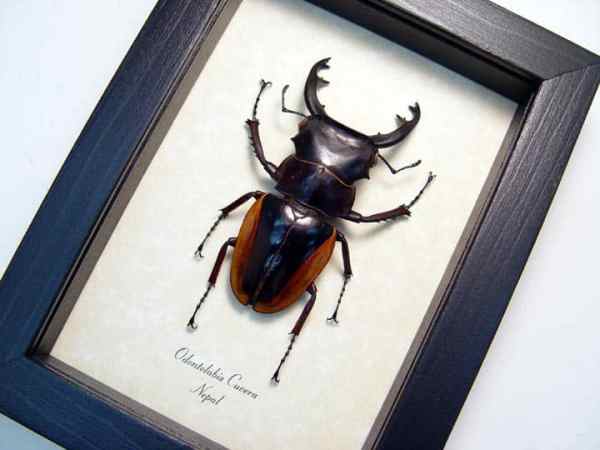 Odontolabis cuvera - Stag Beetle - Real Framed Beetle