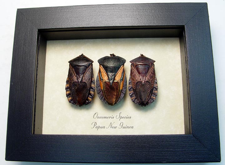 Black Heart Insect Collection - Black Heart insects - Real Framed insects
