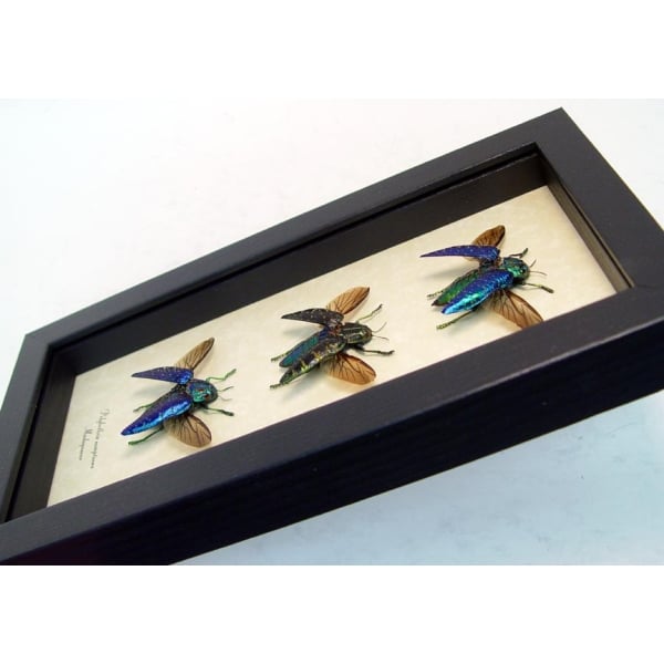 Polybothris sumptuosa Set - Jewel Beetles - Real Framed Beetles