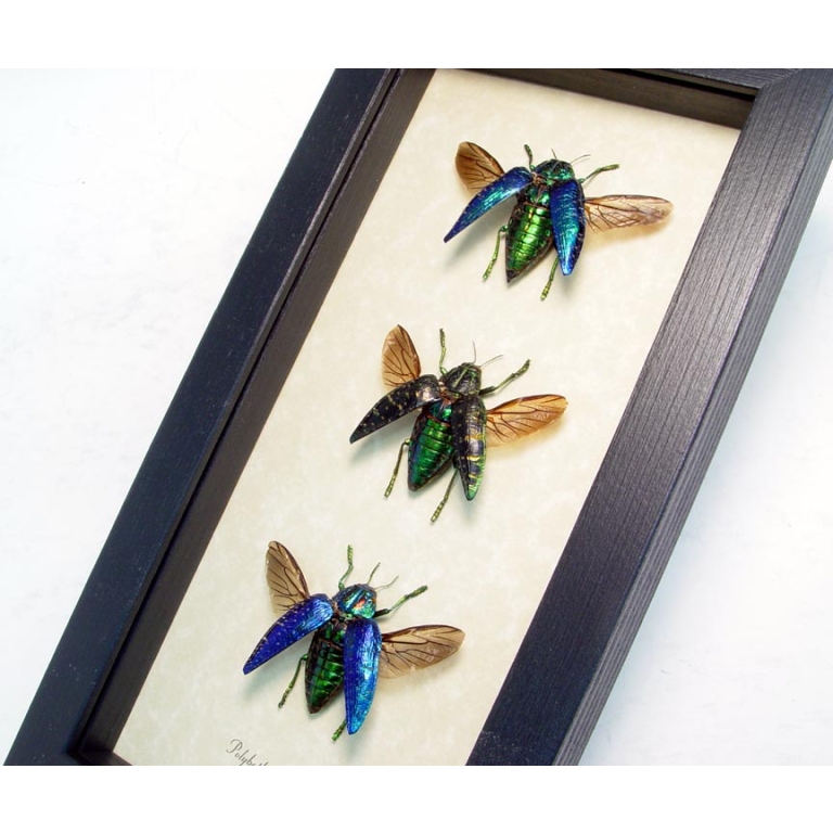 Polybothris sumptuosa Set - Jewel Beetles - Real Framed Beetles