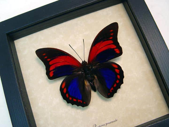 Prepona praeneste - Purple Red Butterfly - Real Framed Butterfly