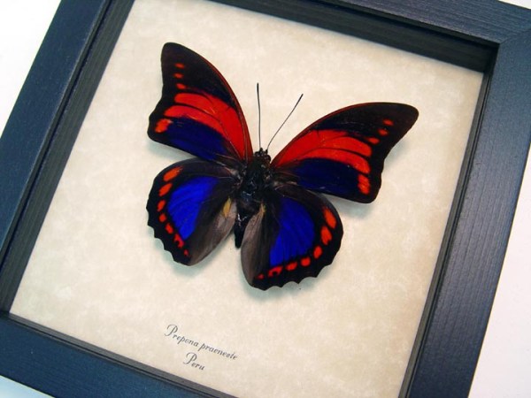 Prepona praeneste - Purple Red Butterfly - Real Framed Butterfly