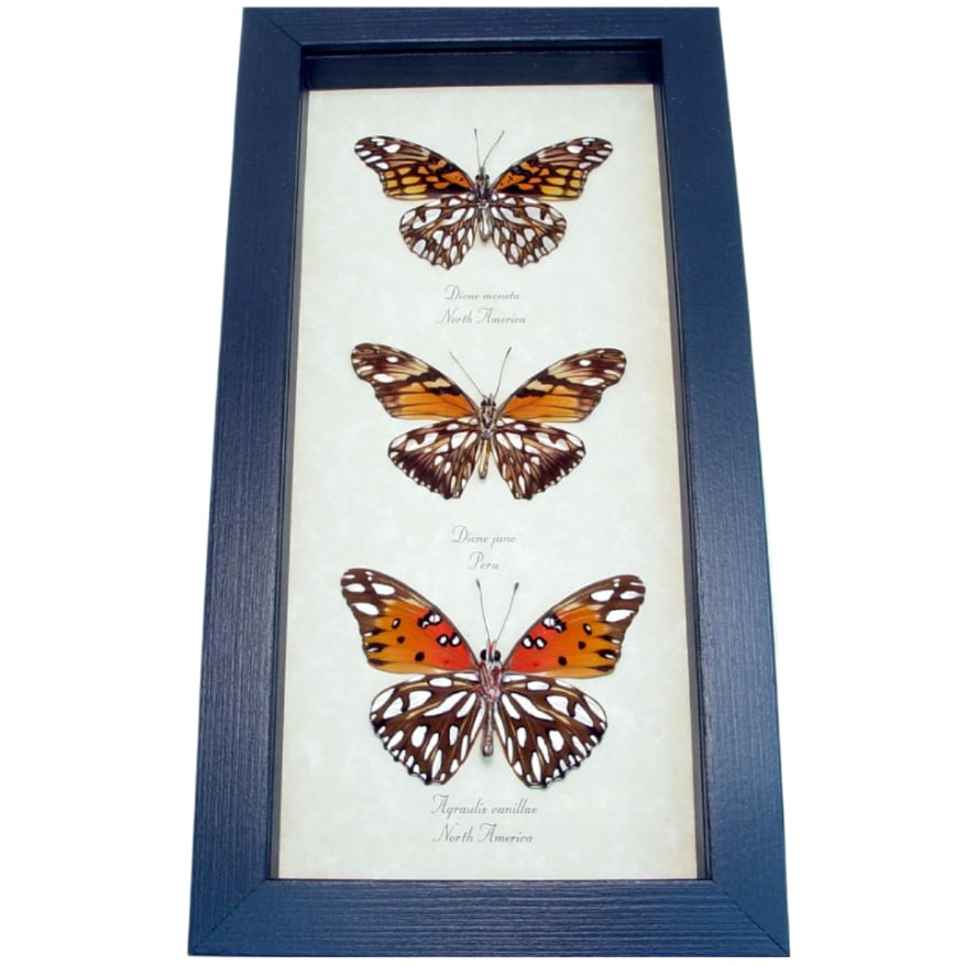 Silver Spot Collection - Agraulis vanillae Dione juno