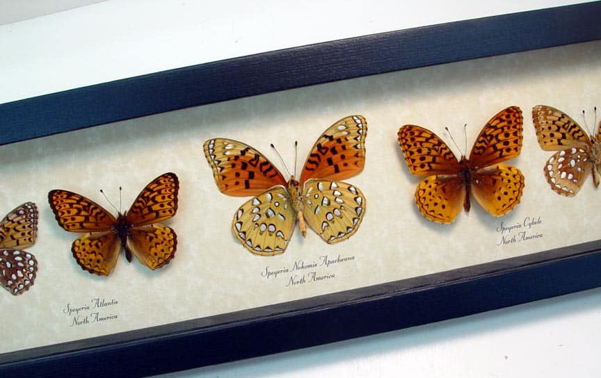 Brown Leather Butterfly Collection - Real Framed Butterflies ...