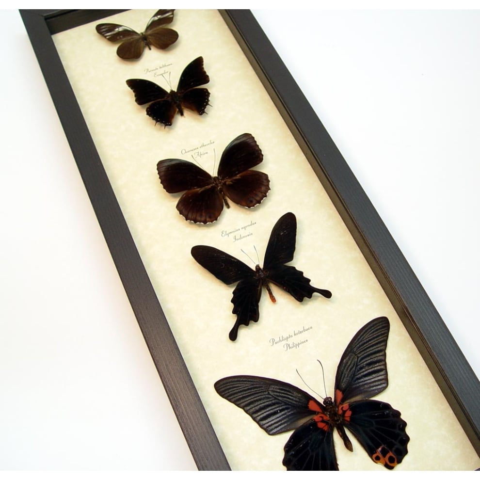 Black Butterfly Collection - Real Framed Butterflies - Butterfly Art