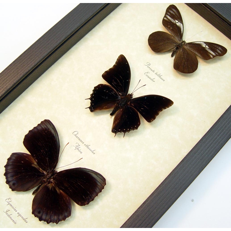 Black Butterfly Collection - Real Framed Butterflies - Butterfly Art