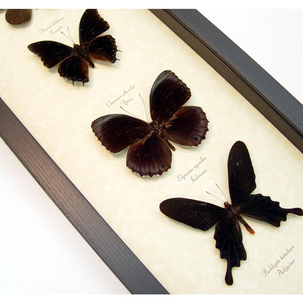 Black Butterfly Collection - Real Framed Butterflies - Butterfly Art