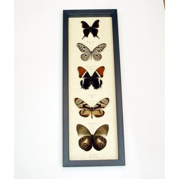 Brown Leather Butterfly Collection - Real Framed Butterflies ...