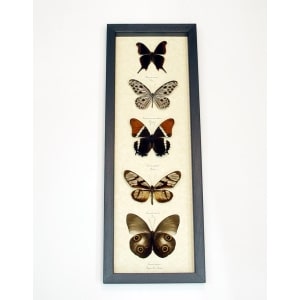 Brown Leather Butterfly Collection - Real Framed Butterflies ...