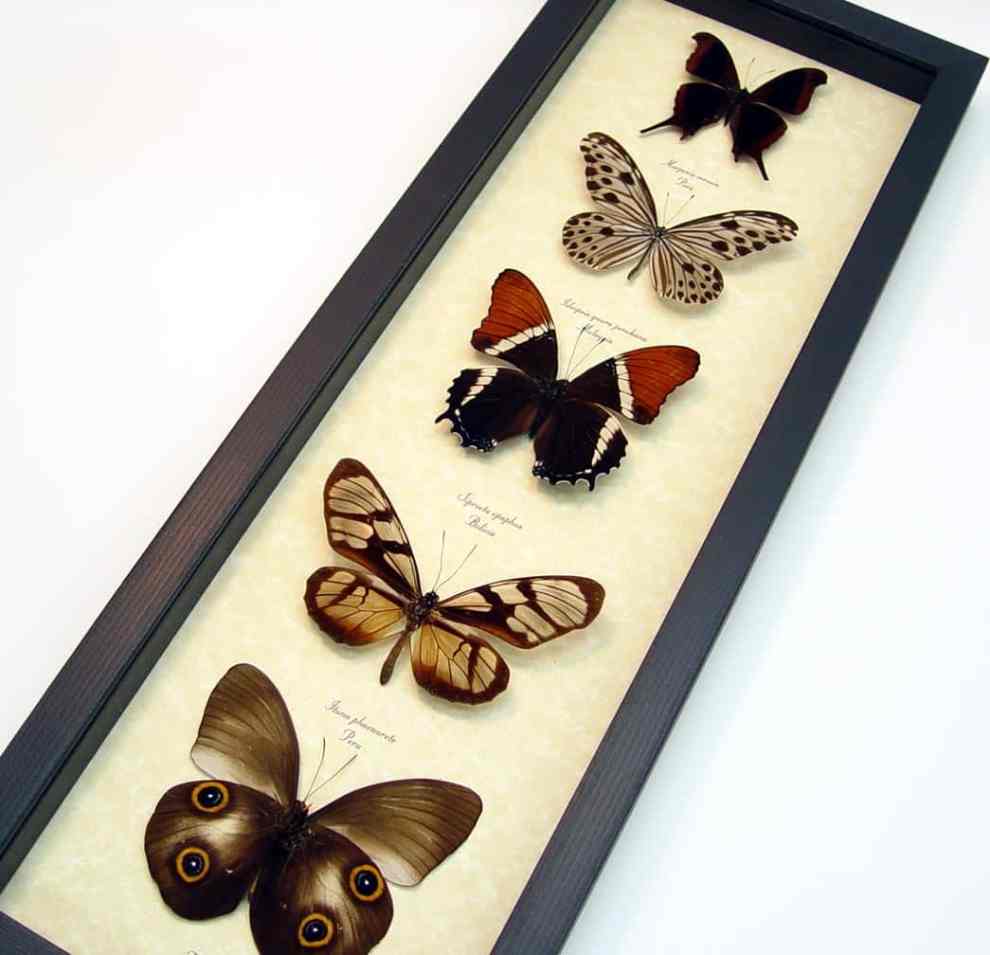 Brown Leather Butterfly Collection - Real Framed Butterflies